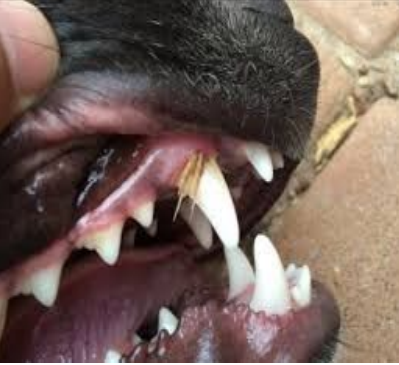 FOXTAILS: A Vet’s Biggest Enemy - Quartz Hill Veterinary Clinic