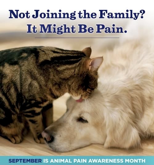 Animal Pain Awareness Month - Quartz Hill Veterinary Clinic